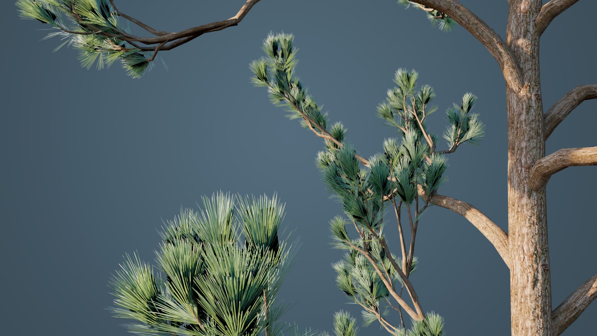 3D Model Tall Pine Trees - TurboSquid 1766054
