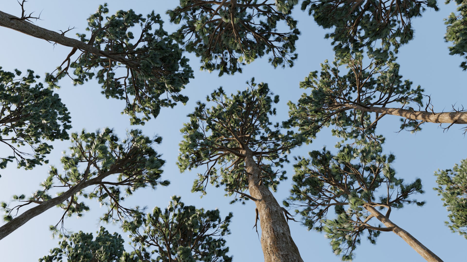3D Model Tall Pine Trees - TurboSquid 1766054