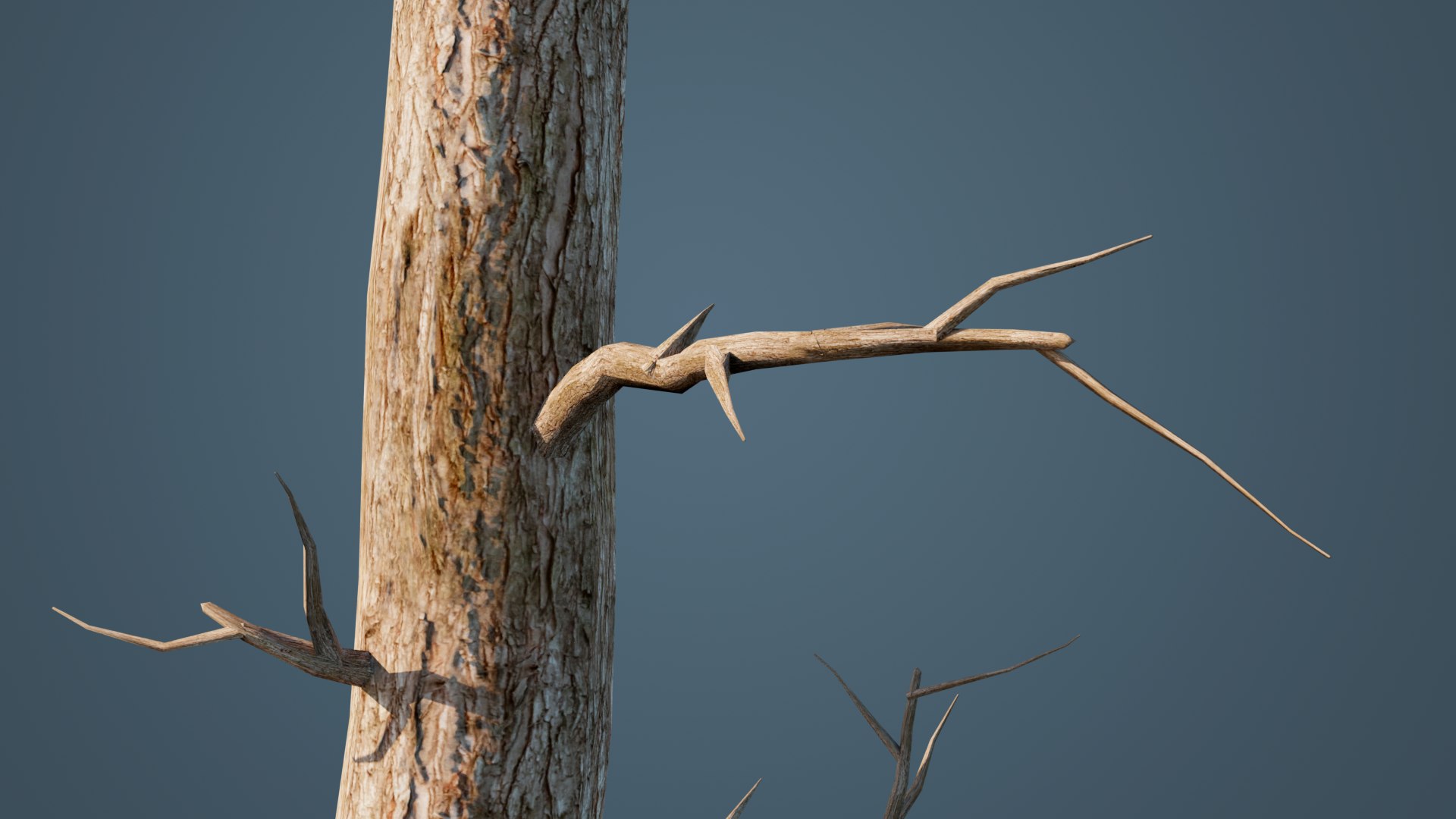 3D Model Tall Pine Trees - TurboSquid 1766054