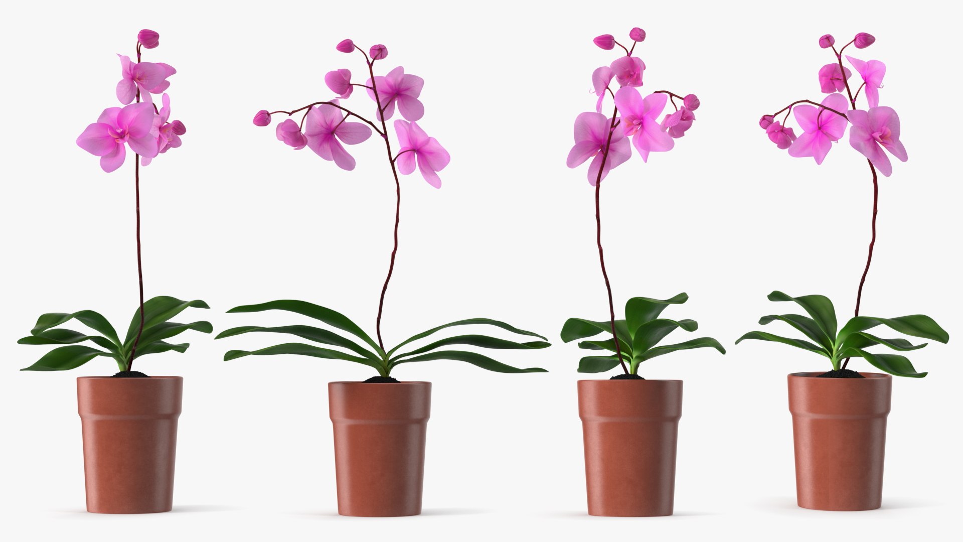 3D Pink Orchid Terracotta Pot - TurboSquid 2088467