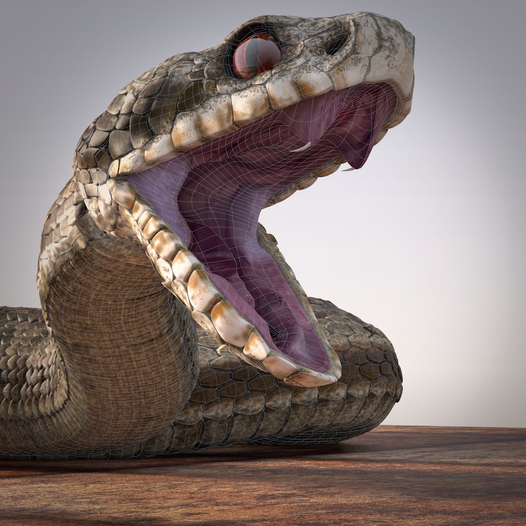 Adder Viper Snake Animation 3d C4d