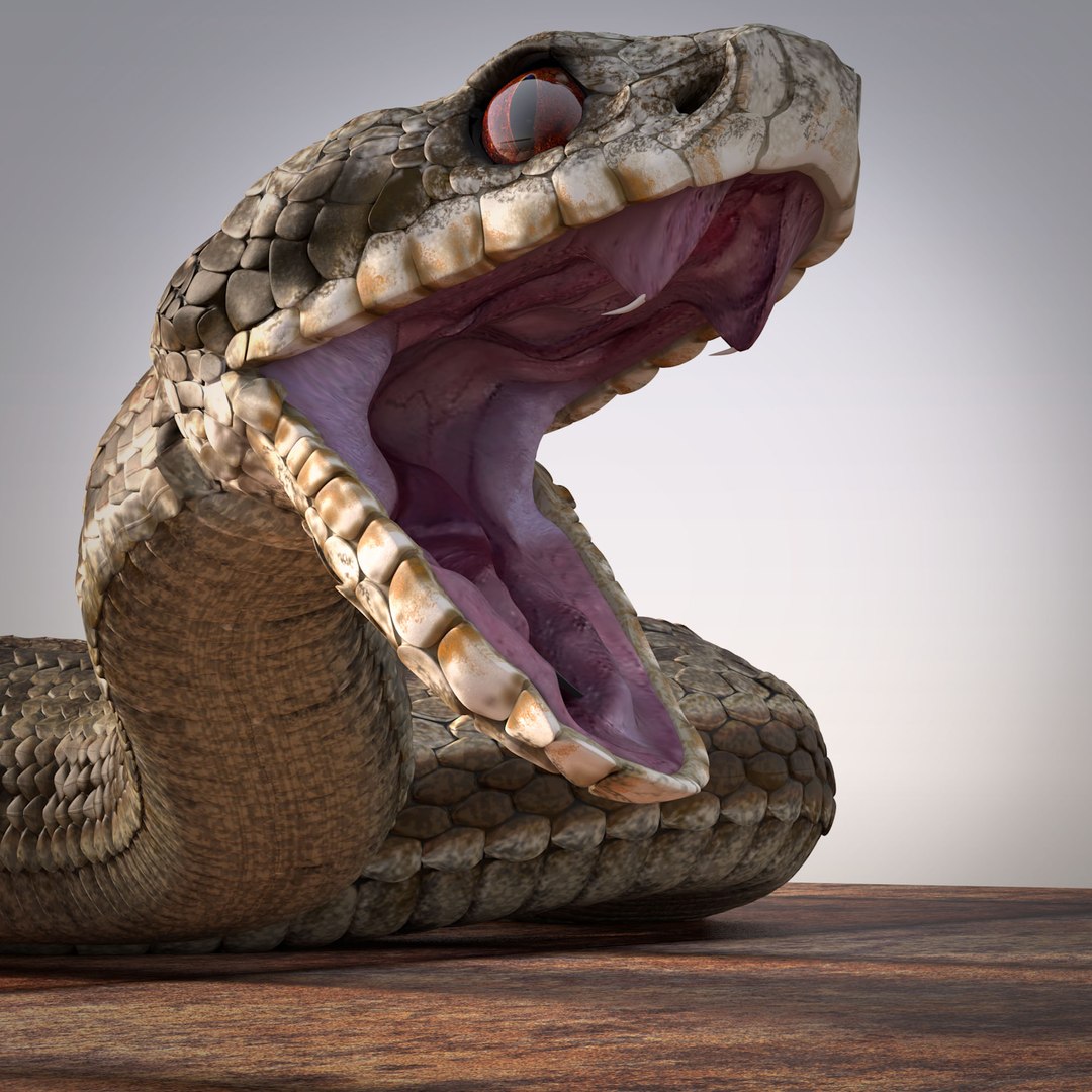 Adder Viper Snake Animation 3d C4d