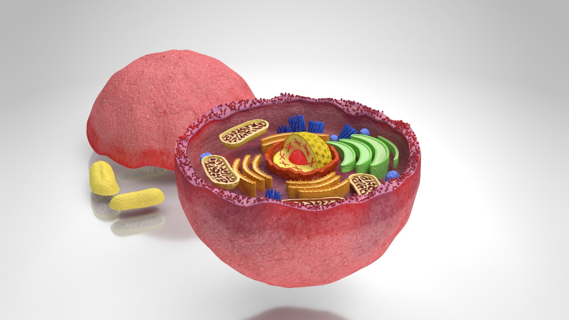 3D Plasma Cell Model - TurboSquid 1975649
