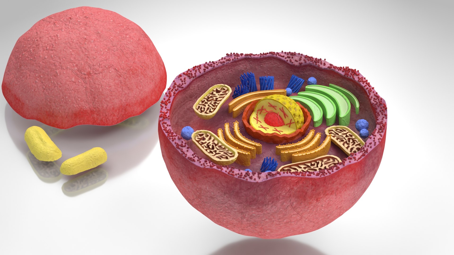 3D Plasma Cell Model - TurboSquid 1975649