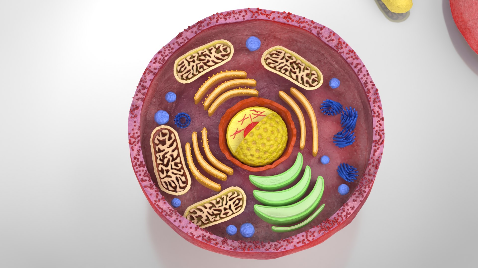 3D Plasma Cell Model - TurboSquid 1975649
