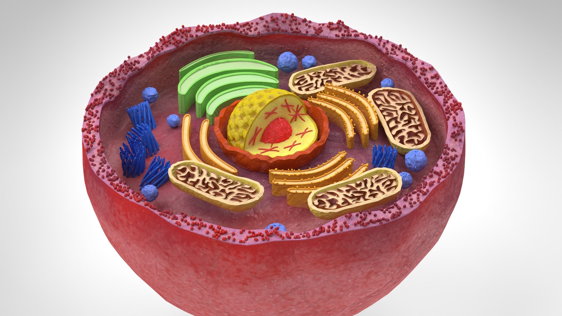 3D Plasma Cell Model - TurboSquid 1975649