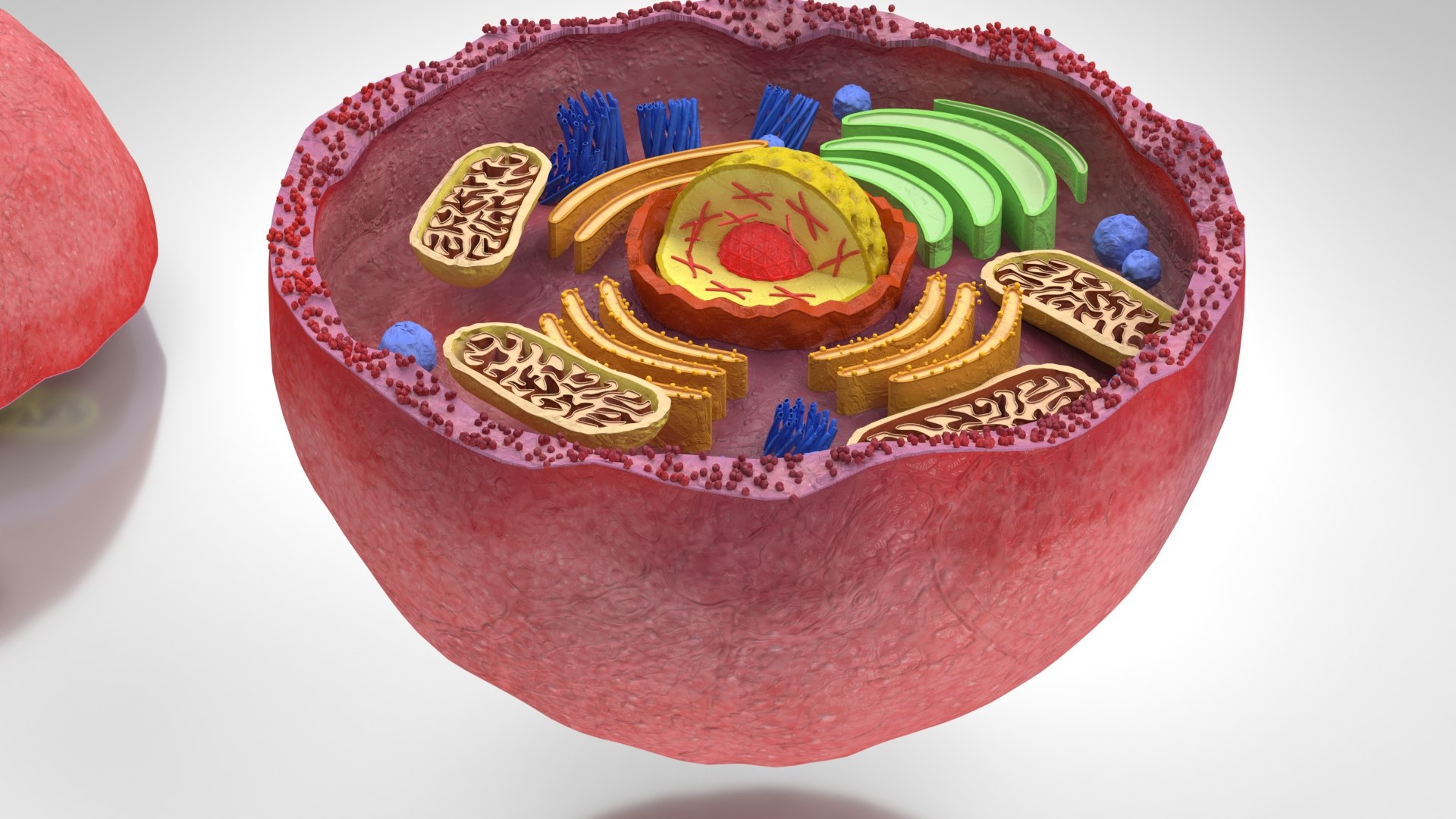 3D Plasma Cell Model - TurboSquid 1975649