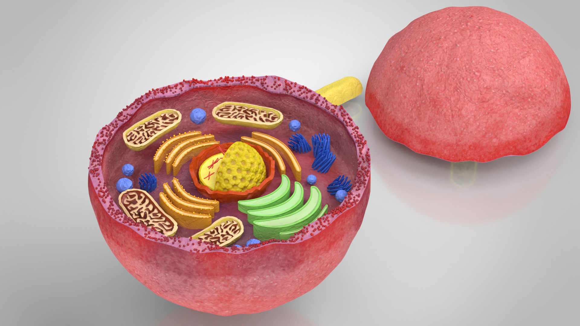 3D Plasma Cell Model - TurboSquid 1975649
