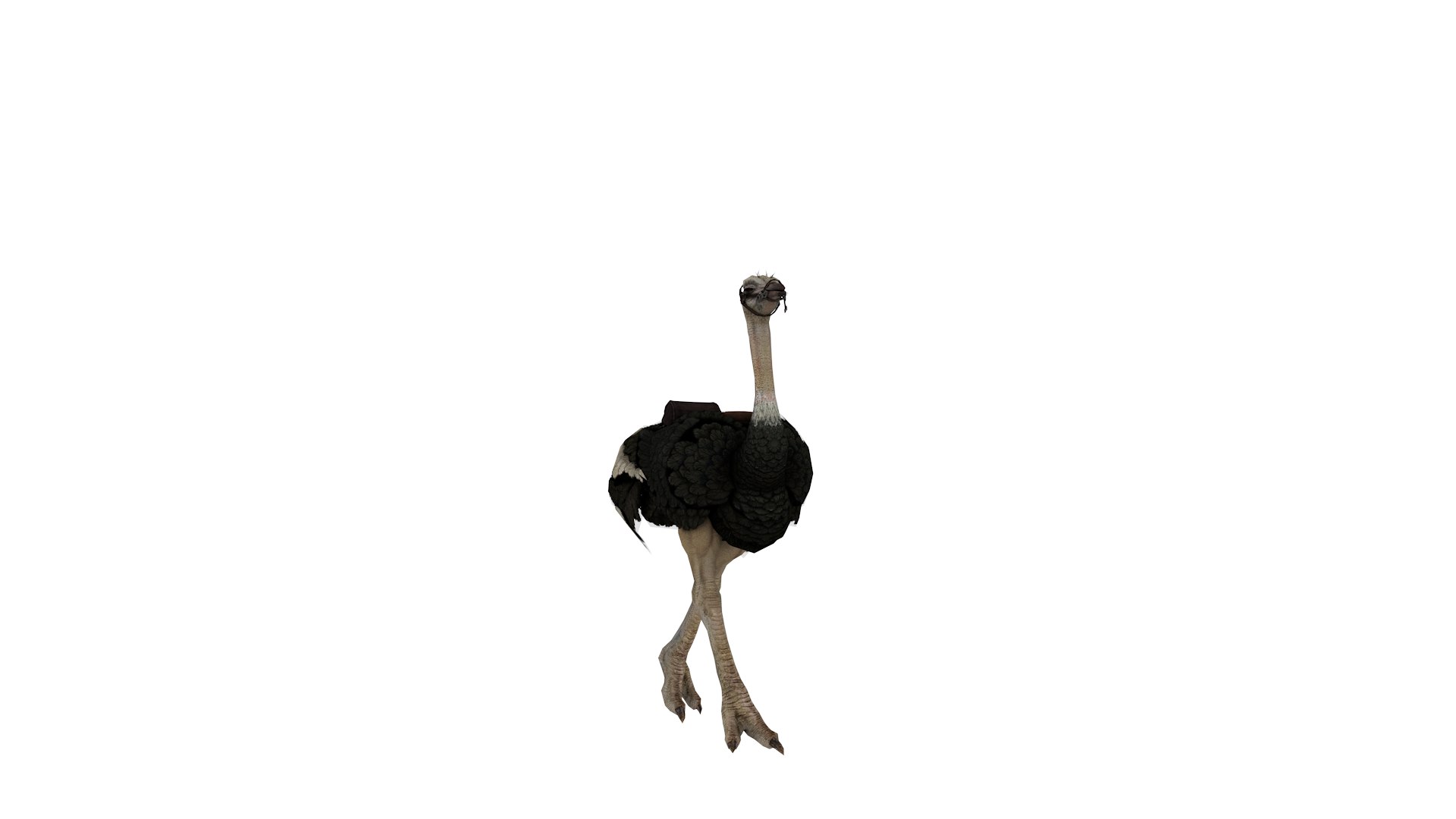 Realistic Rideable Ostrich 3D Model Model - TurboSquid 2383774