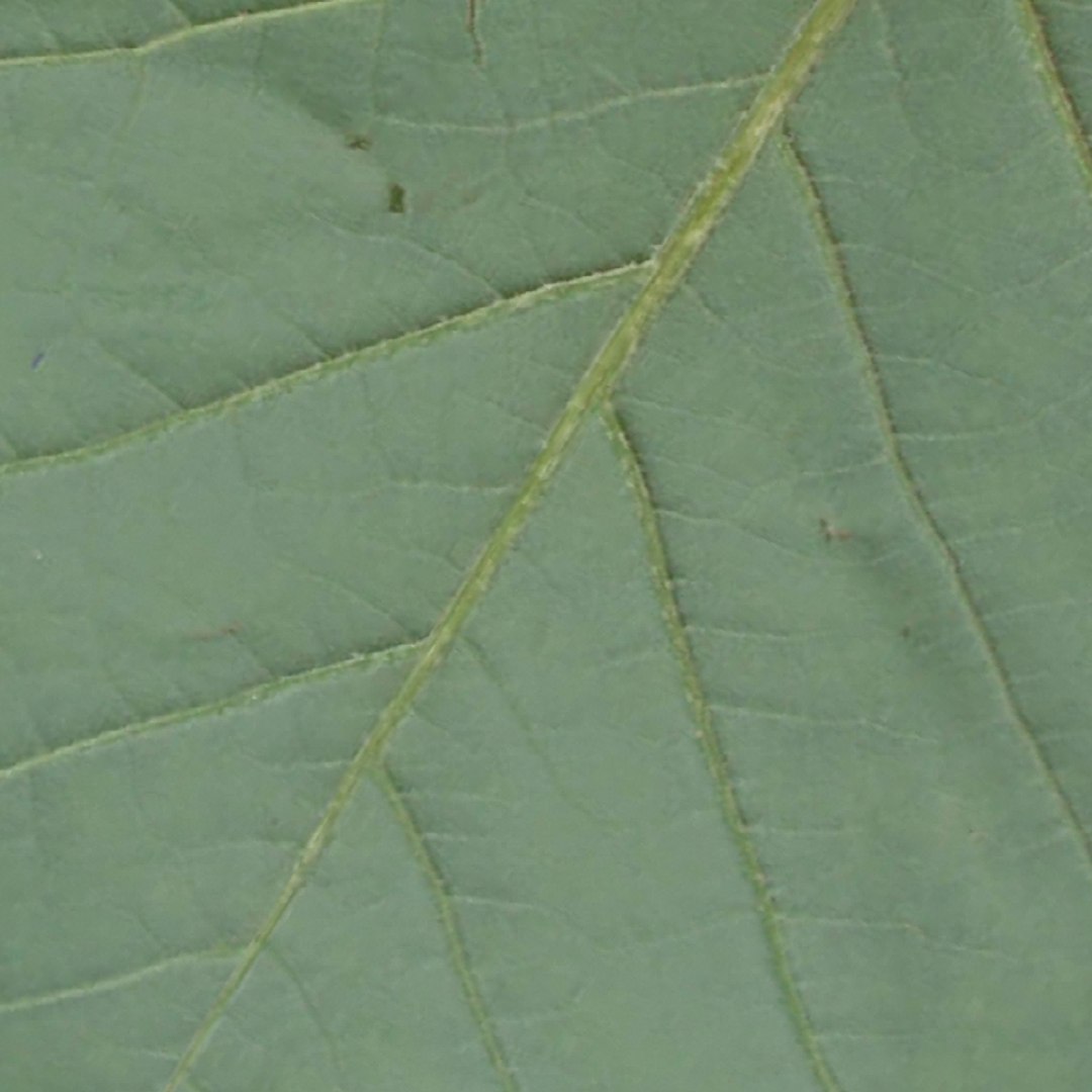 Tulip Tree Landscape Leaf 3d Model