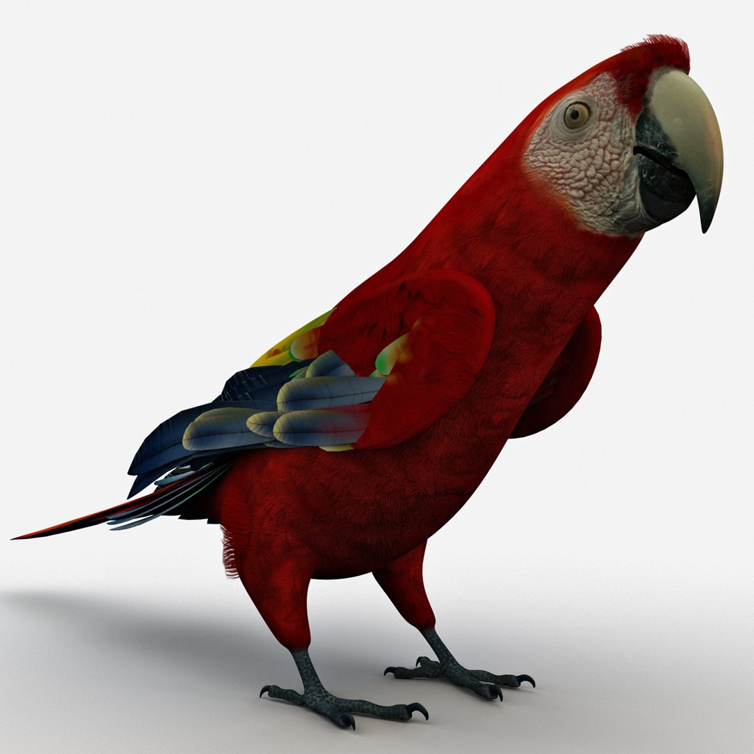 Scarlet Macaw Pose 1 3d Obj