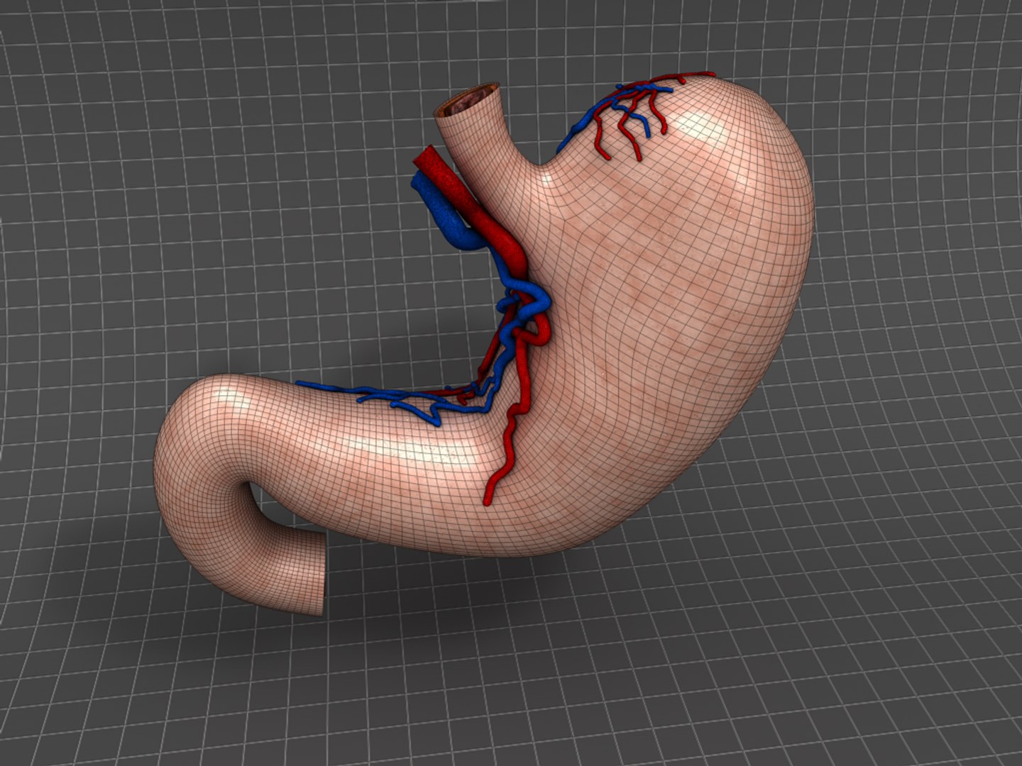 human stomach layers 3d model