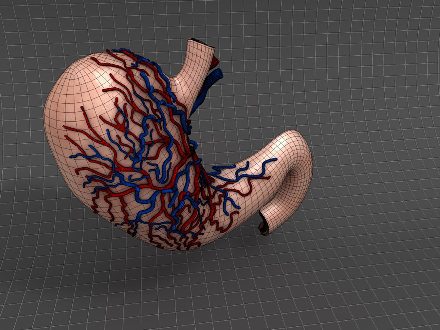 human stomach layers 3d model