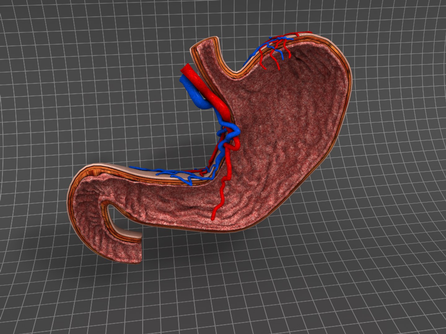 human stomach layers 3d model