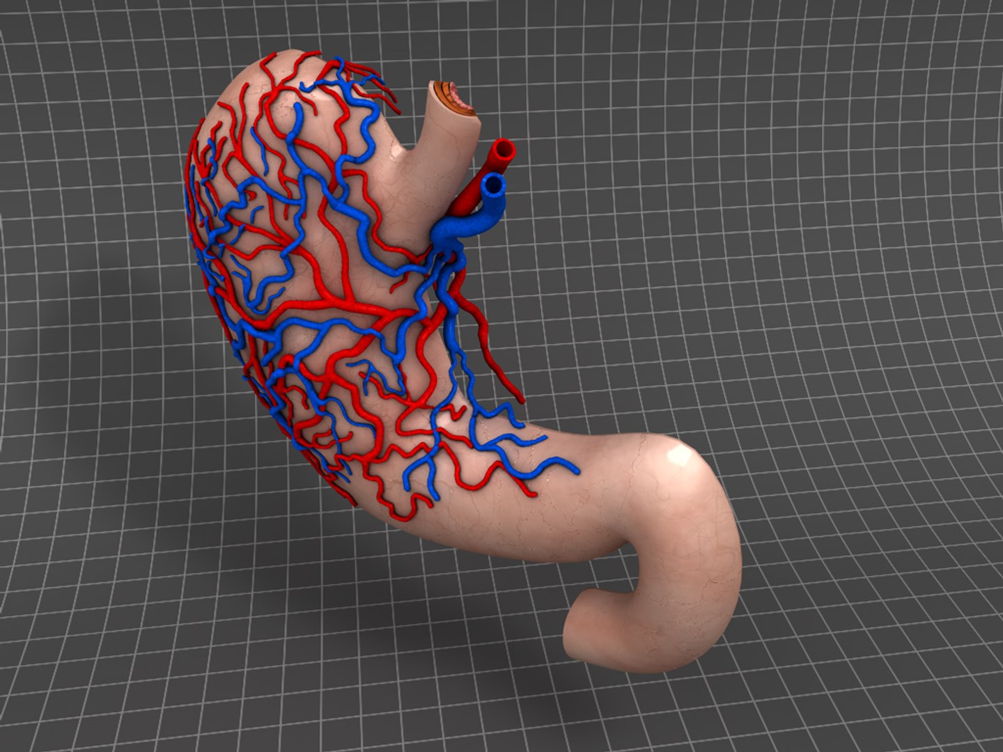 human stomach layers 3d model