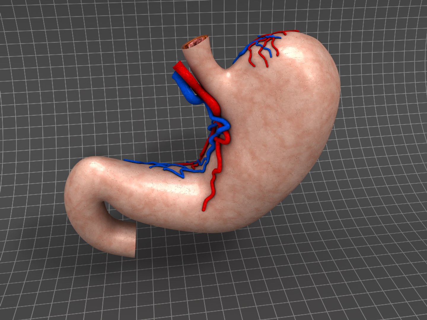 human stomach layers 3d model