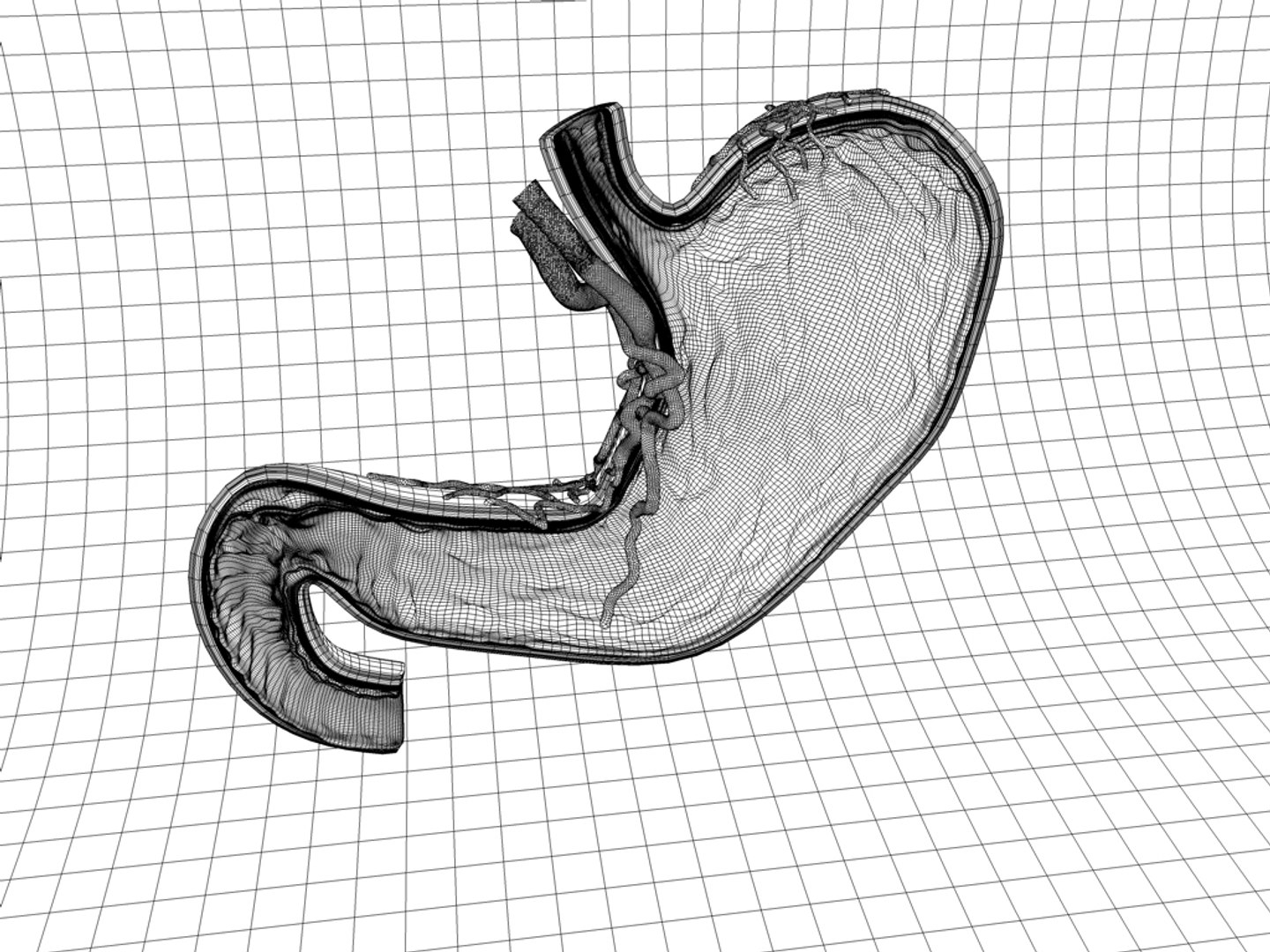 human stomach layers 3d model