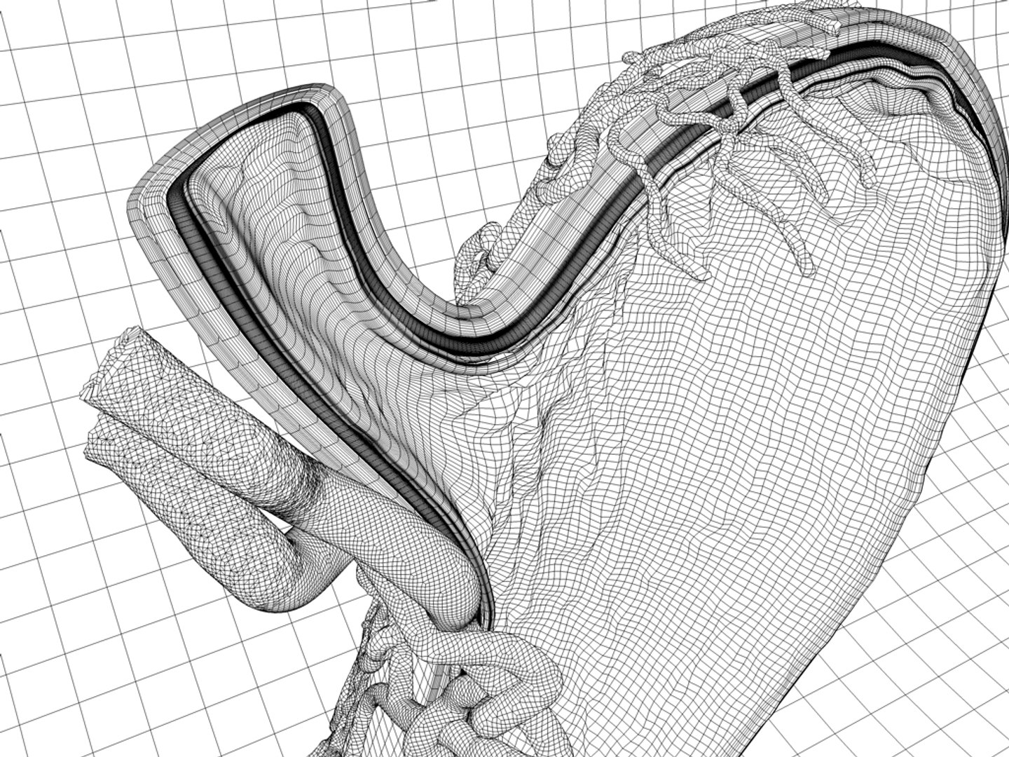 human stomach layers 3d model
