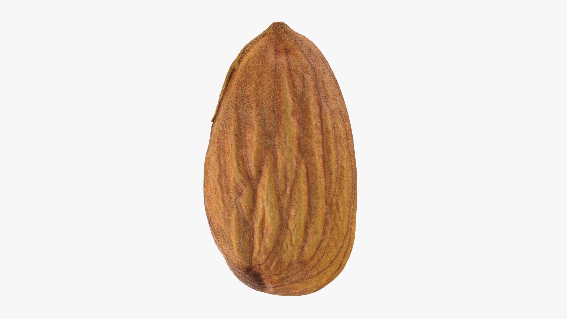 3D Model Almond Nut 02 - Raw Scan - TurboSquid 2469572