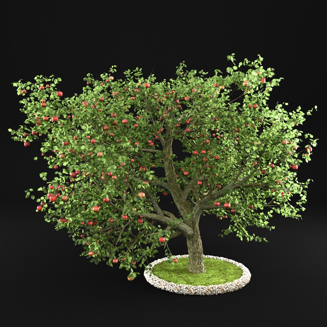3D Model Apple Tree - TurboSquid 1156197