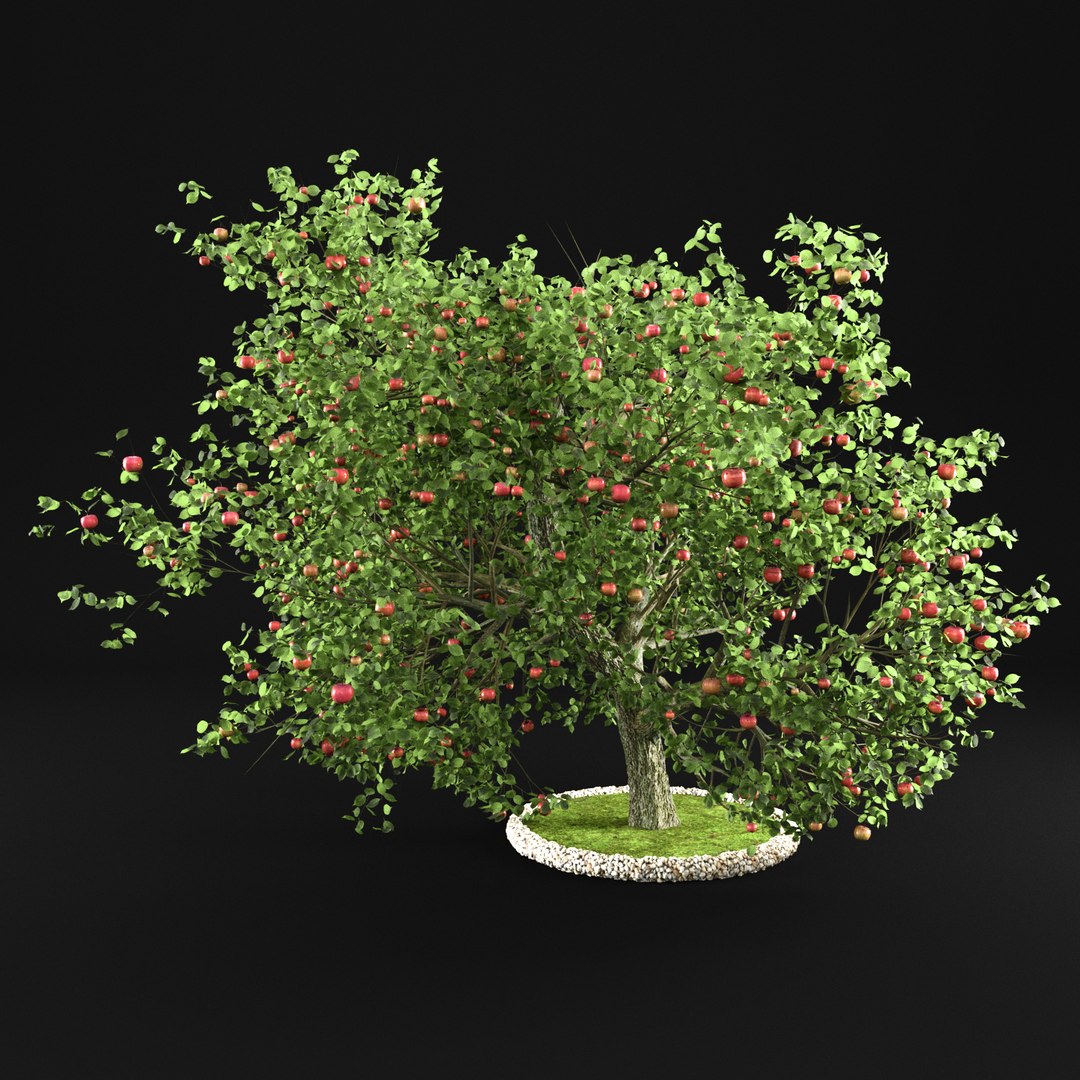 3D Model Apple Tree - TurboSquid 1156197