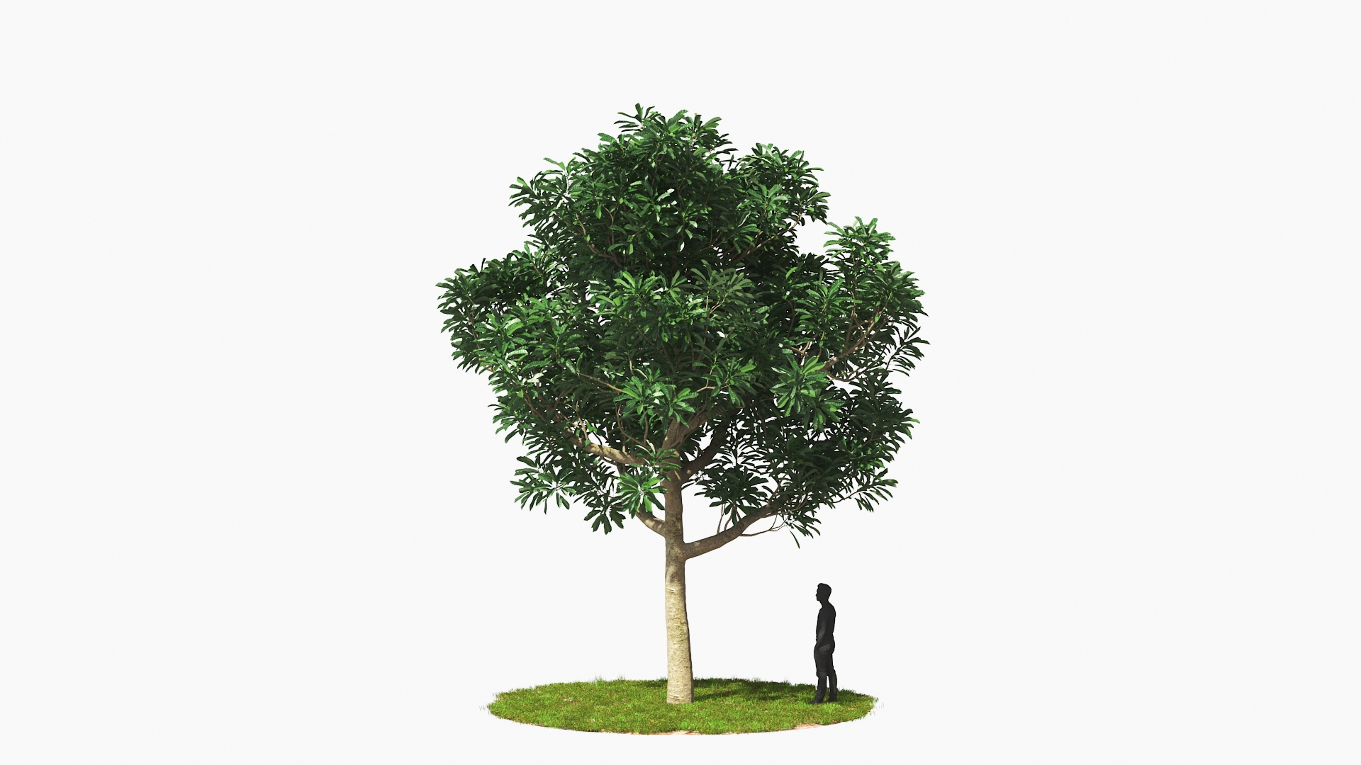 3D Tree Wind Animation - TurboSquid 1487086