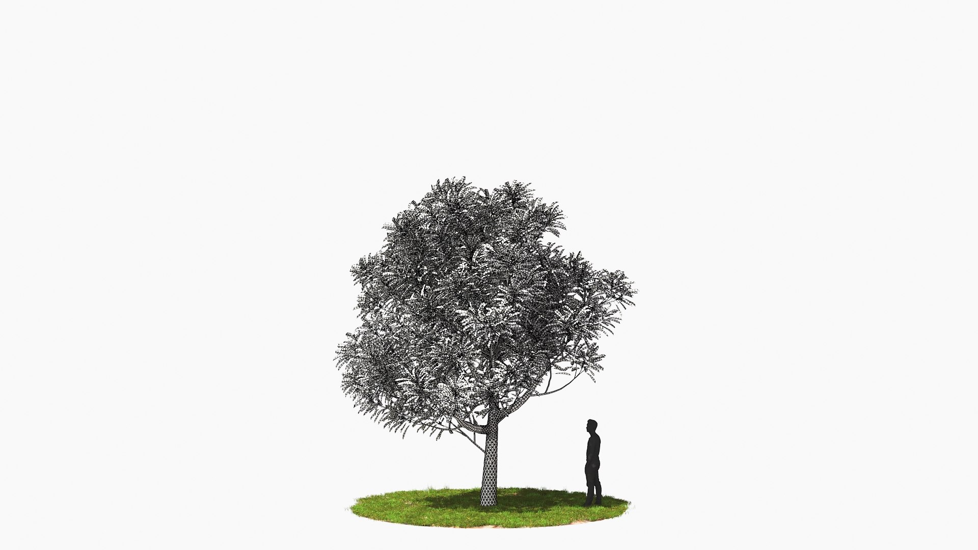 3D Tree Wind Animation - TurboSquid 1487086