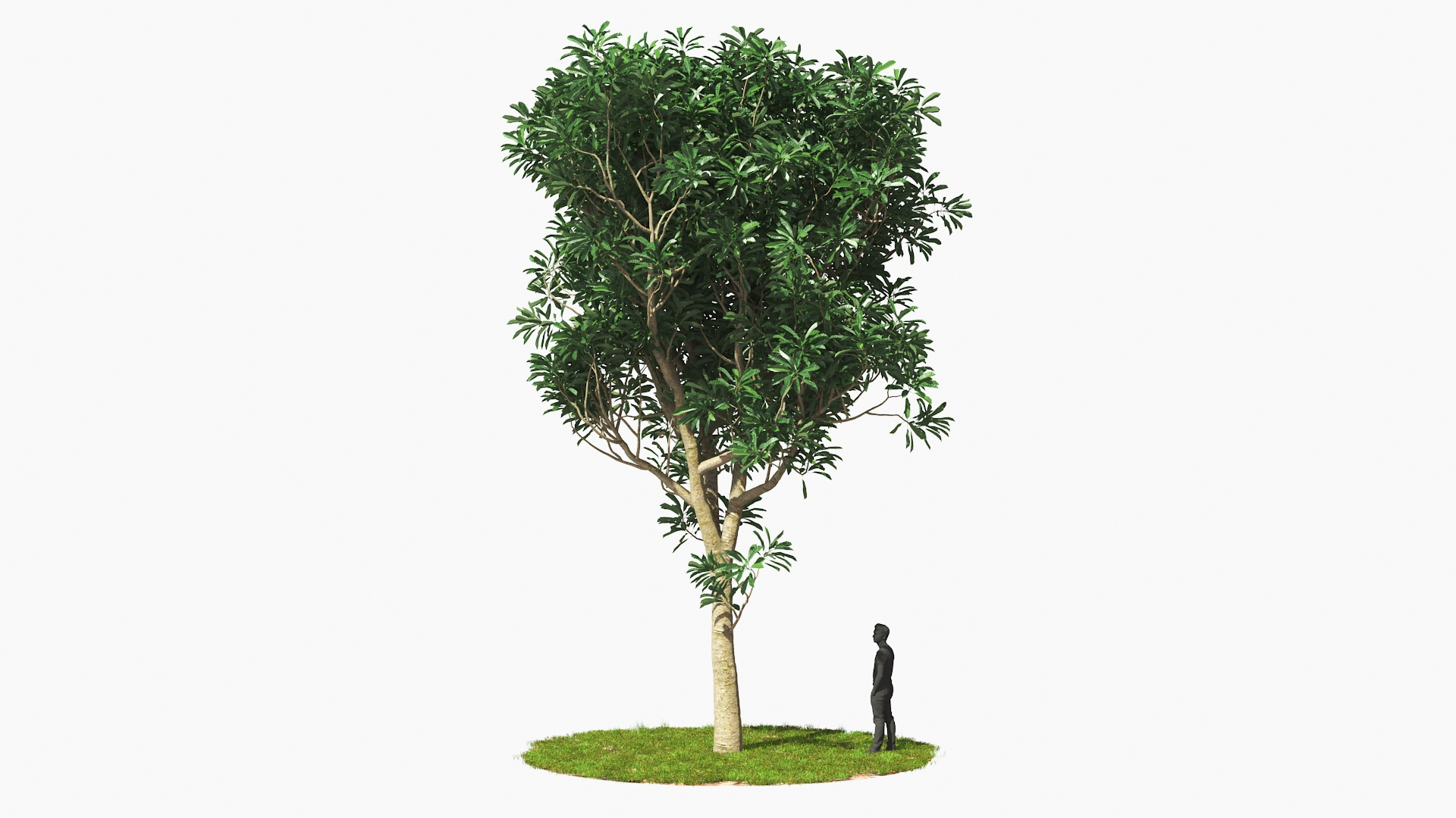 3D Tree Wind Animation - TurboSquid 1487086