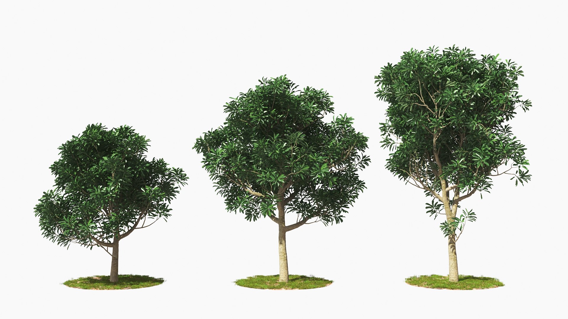 3D Tree Wind Animation - TurboSquid 1487086