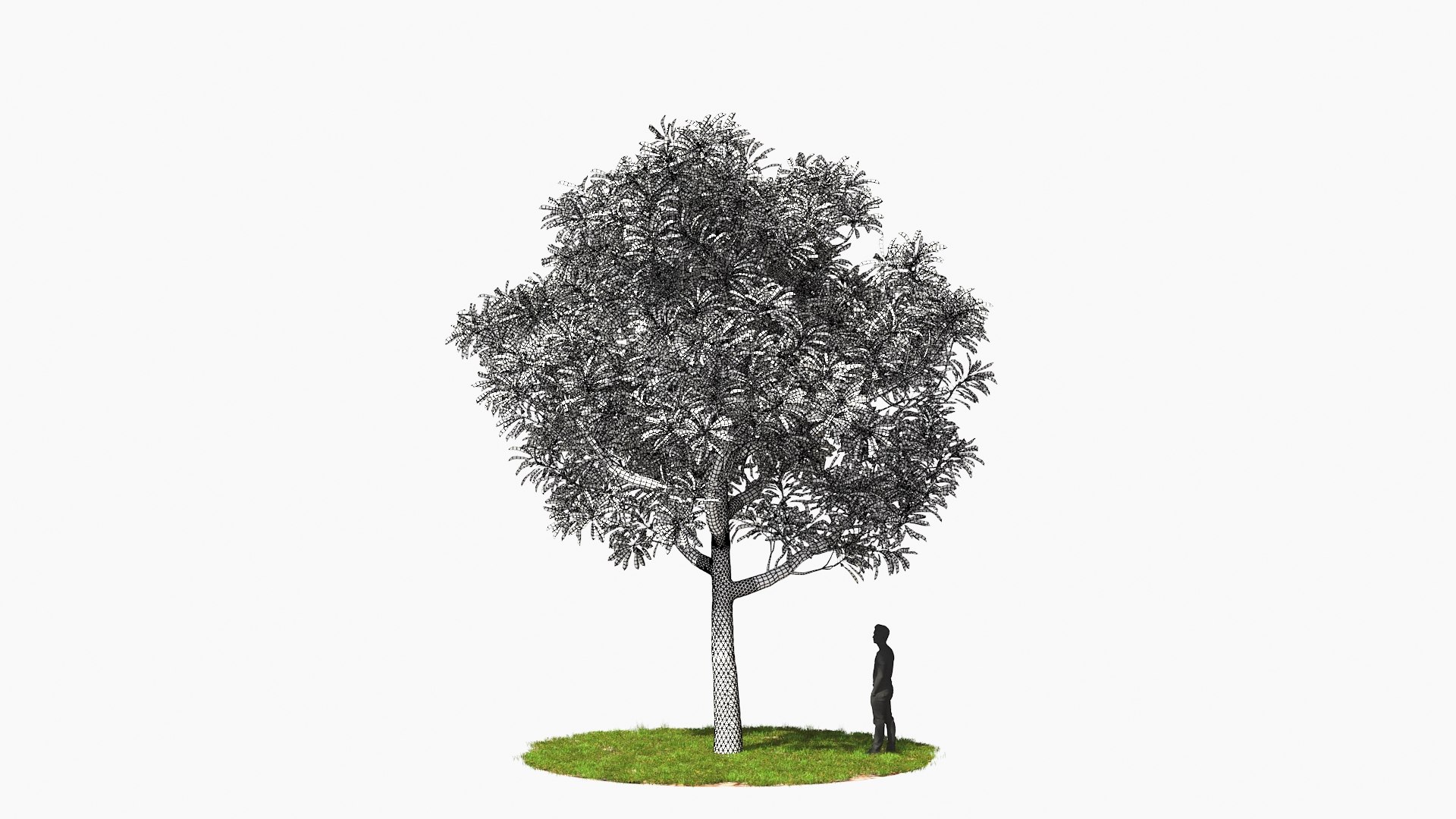 3D Tree Wind Animation - TurboSquid 1487086