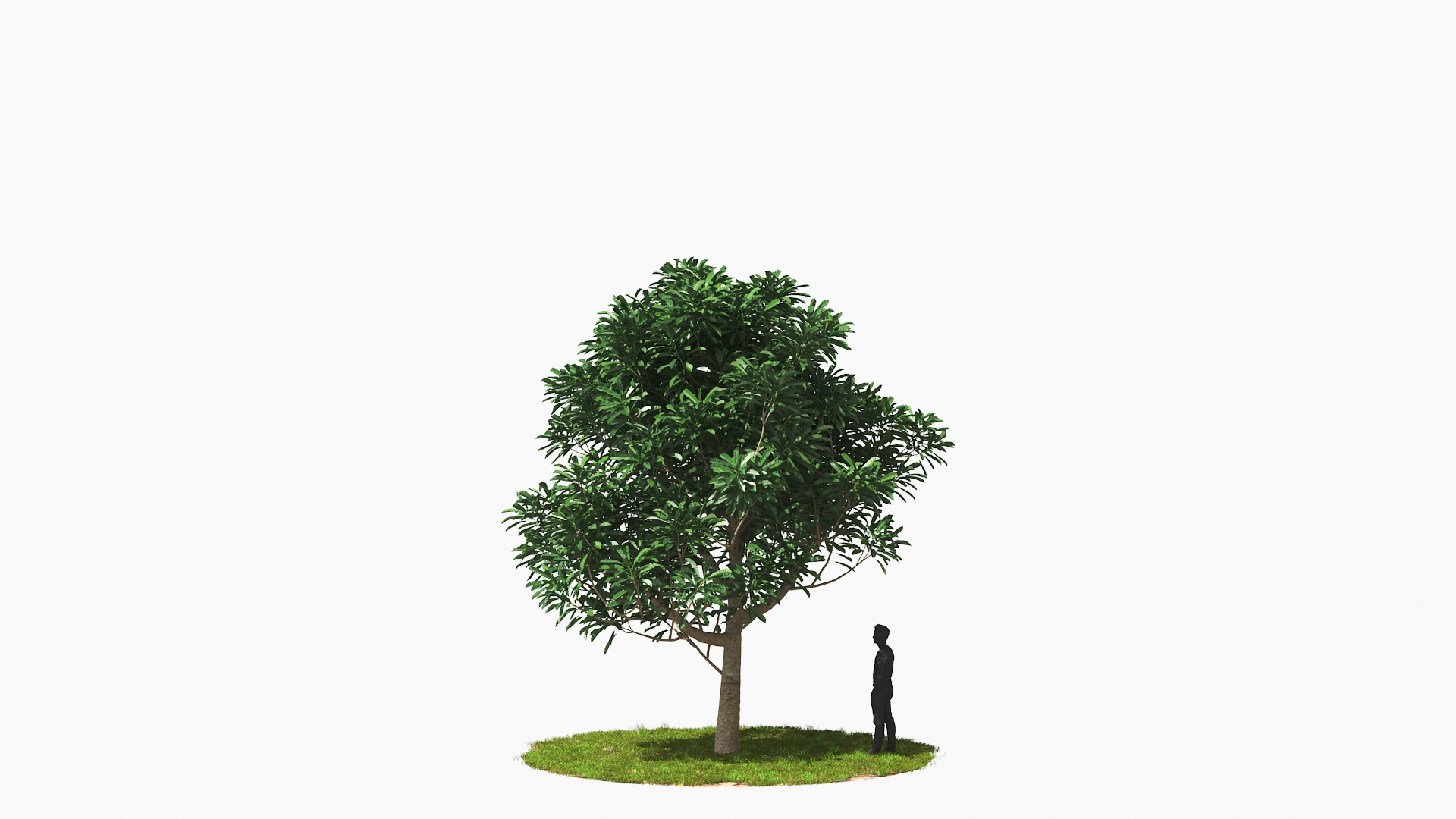 3D Tree Wind Animation - TurboSquid 1487086