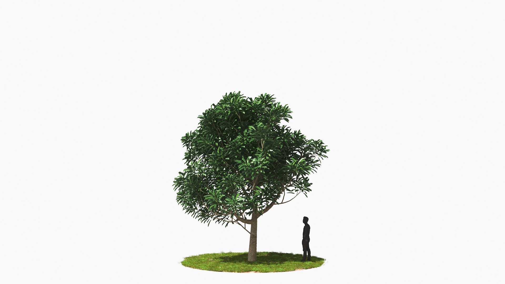3D Tree Wind Animation - TurboSquid 1487086