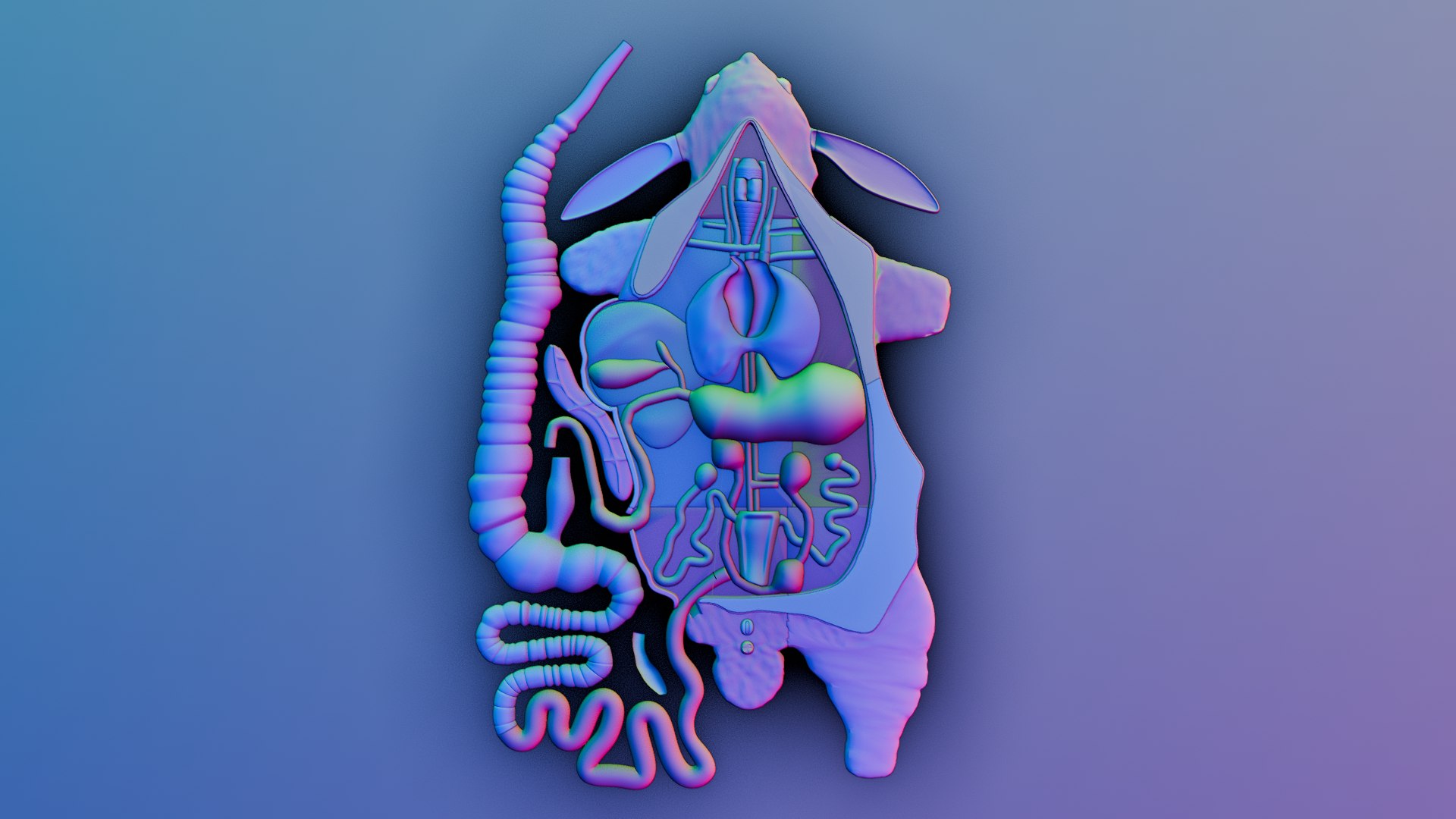 Bas-relief Model Internal Structure Of A Rabbit 3D Model - TurboSquid ...