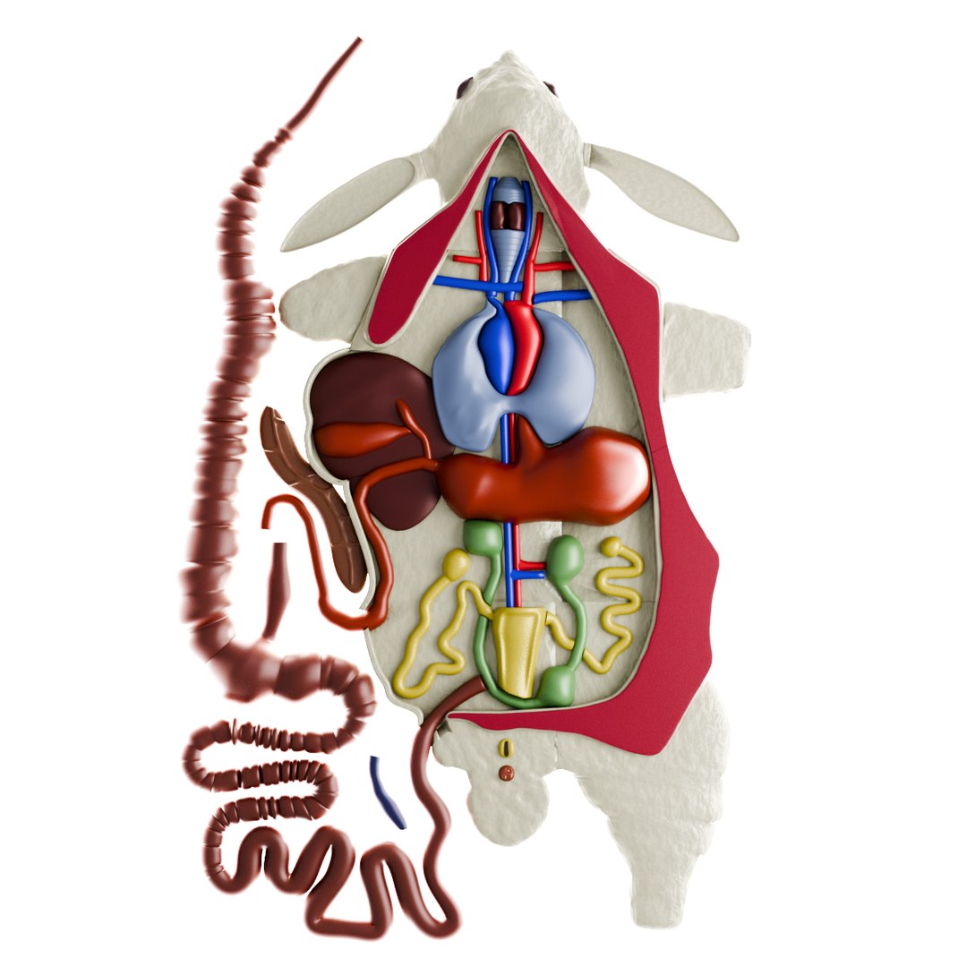 Bas-relief Model Internal Structure Of A Rabbit 3D Model - TurboSquid ...