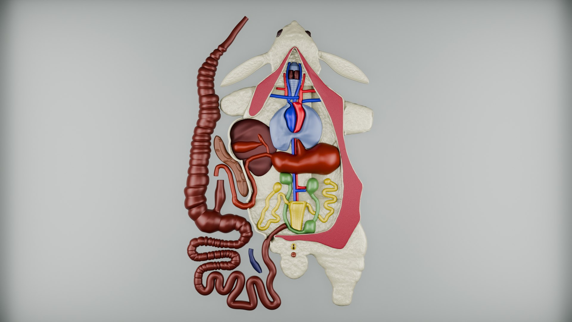 Bas-relief Model Internal Structure Of A Rabbit 3D Model - TurboSquid ...