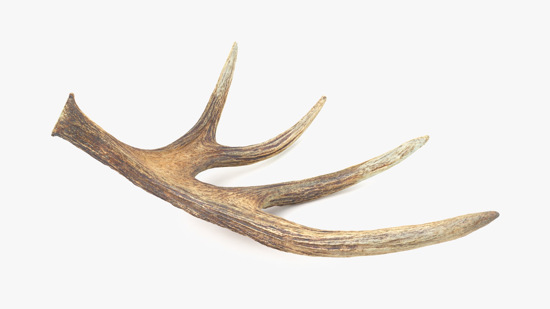 Modo Sculpt Photorealistic 3d Obj