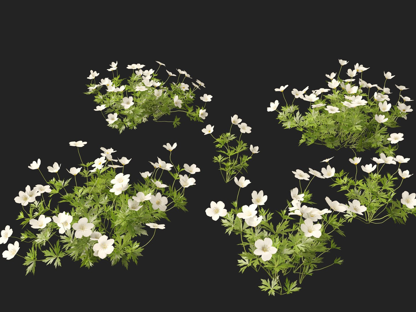 3D Model HighPolyLowPoly Canada Anemone Canadensis Meadow Anemone ...