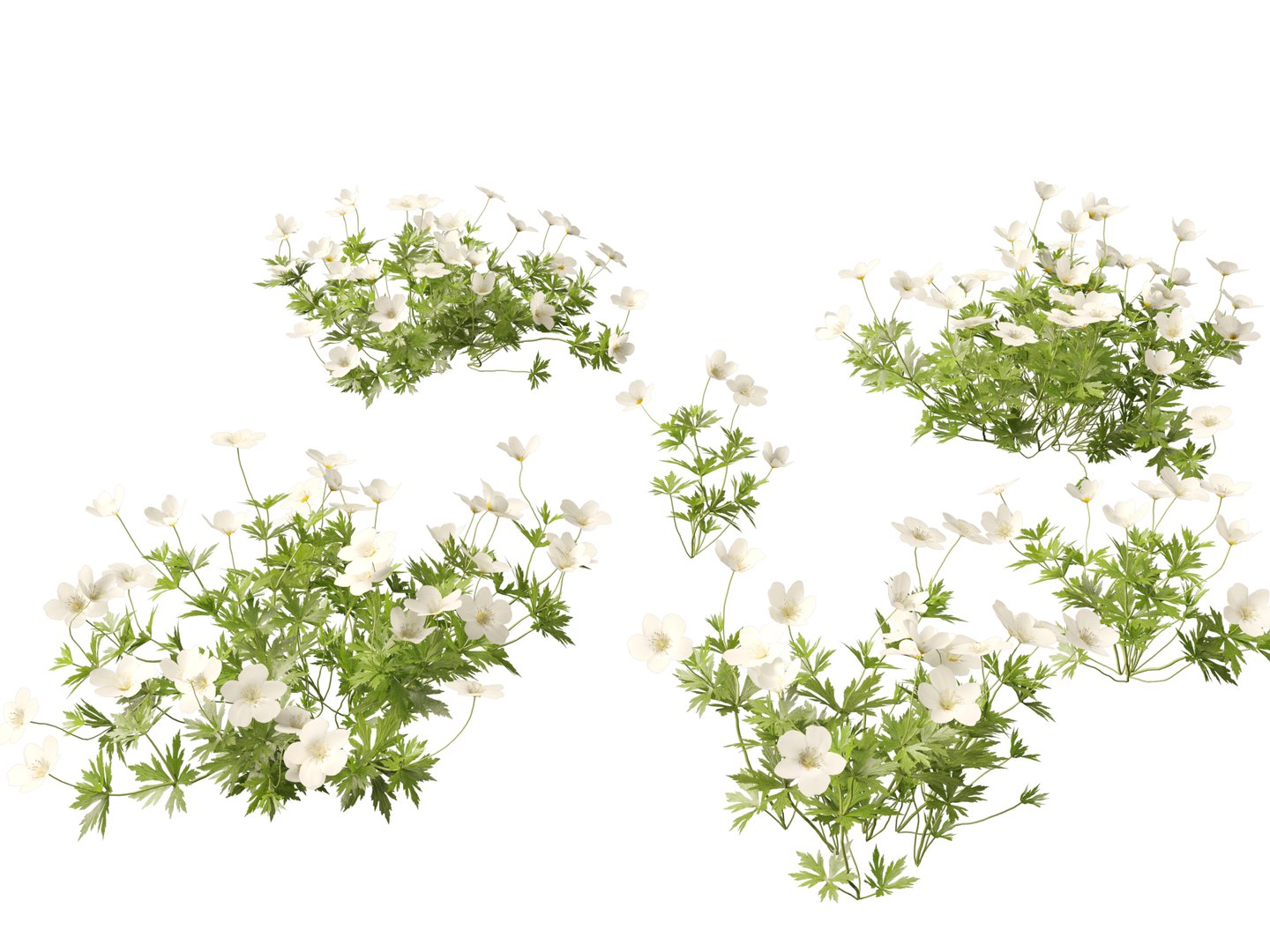 3D Model HighPolyLowPoly Canada Anemone Canadensis Meadow Anemone ...