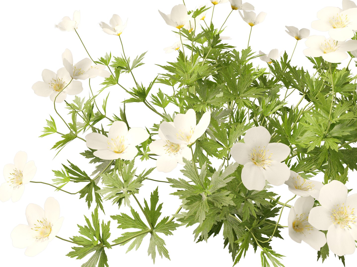 3D Model HighPolyLowPoly Canada Anemone Canadensis Meadow Anemone ...