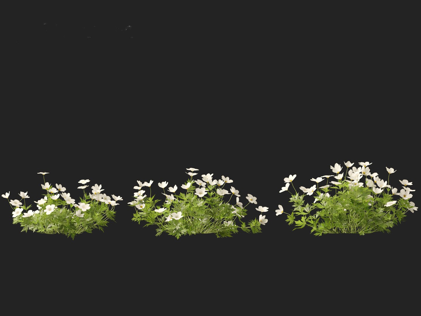3D Model HighPolyLowPoly Canada Anemone Canadensis Meadow Anemone ...