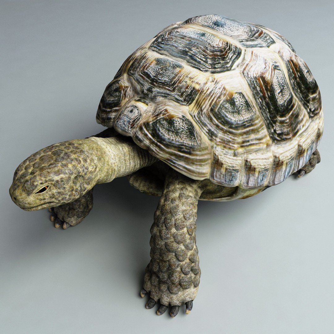 Lightwave Turtle Testudines