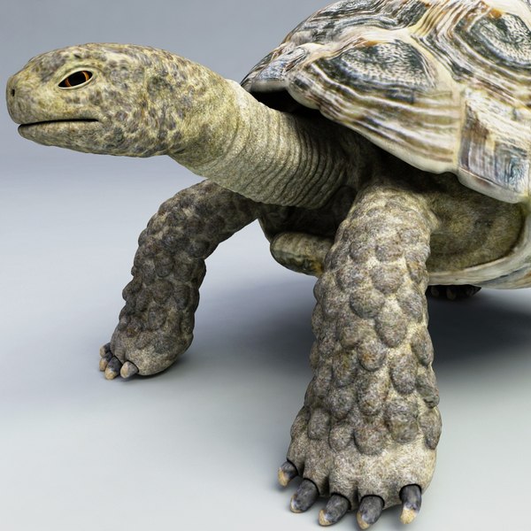 lightwave turtle testudines