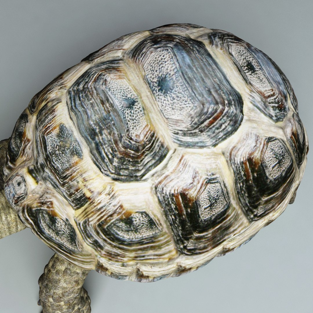 Lightwave Turtle Testudines