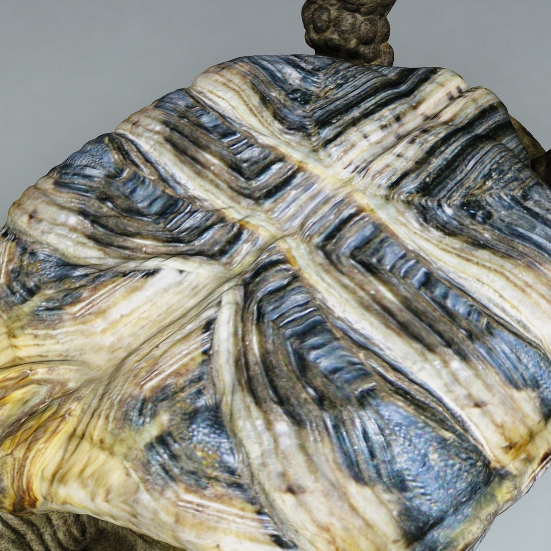 Lightwave Turtle Testudines