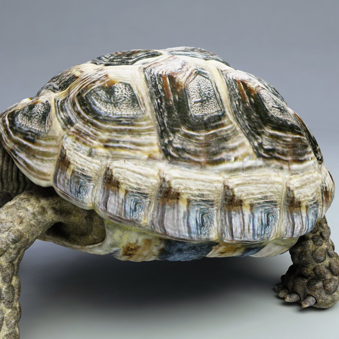 Lightwave Turtle Testudines