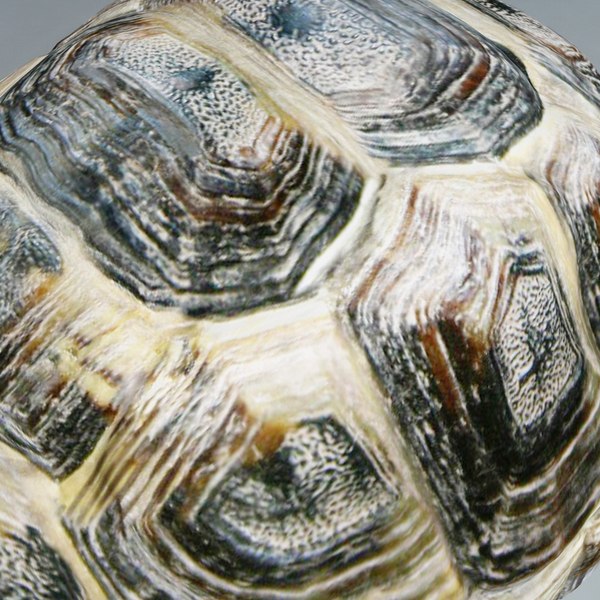 lightwave turtle testudines