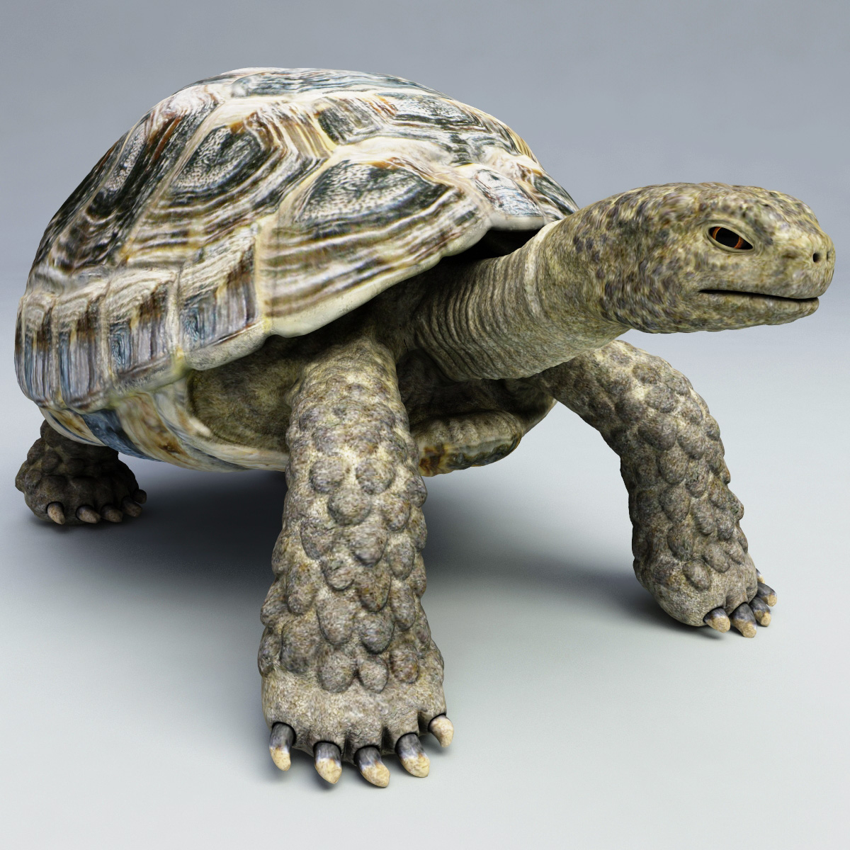 lightwave turtle testudines