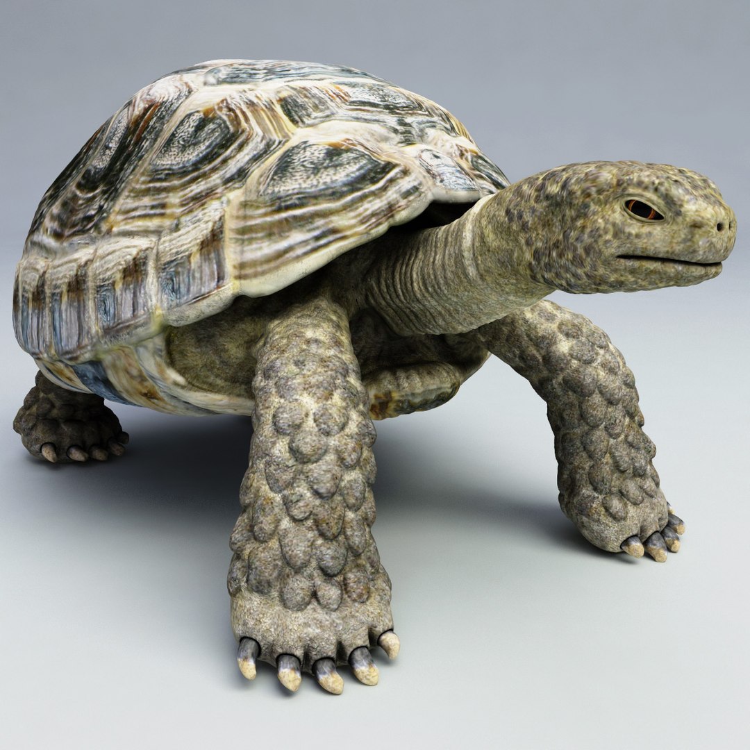 Lightwave Turtle Testudines