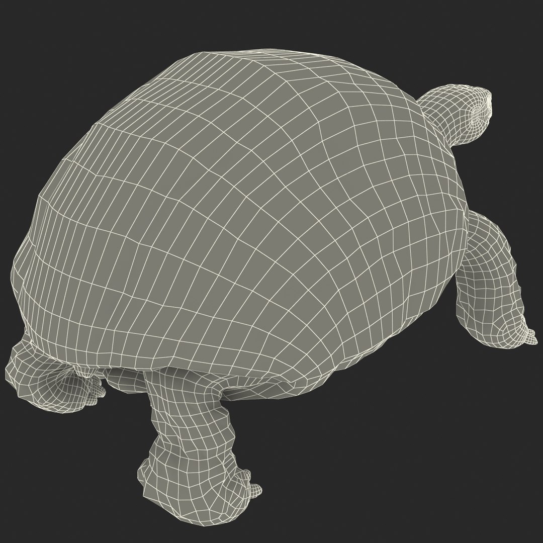 Lightwave Turtle Testudines