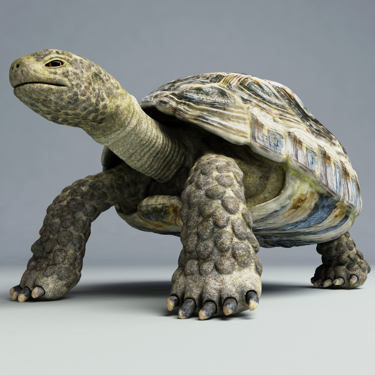 lightwave turtle testudines